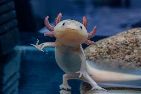 In Search Of The Last Wild Axolotls Wired