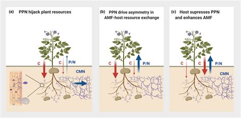 Alternative Scenarios For The Allocation Of Resources In The