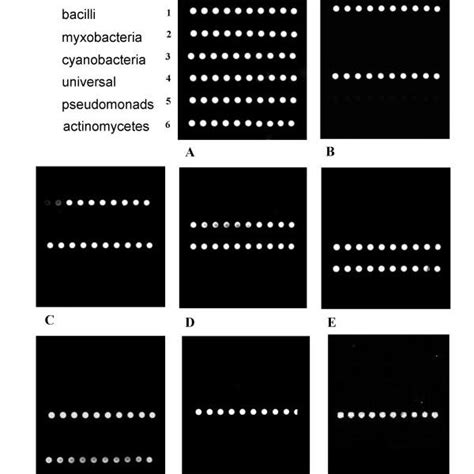 Sensitivity Of Ldr The Reaction Was Performed Using 100 Fmol Panel A