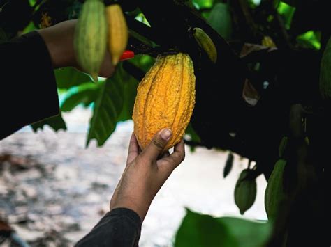 Premium Photo Closeup Hands Of A Cocoa Farmer Use Pruning Shears To