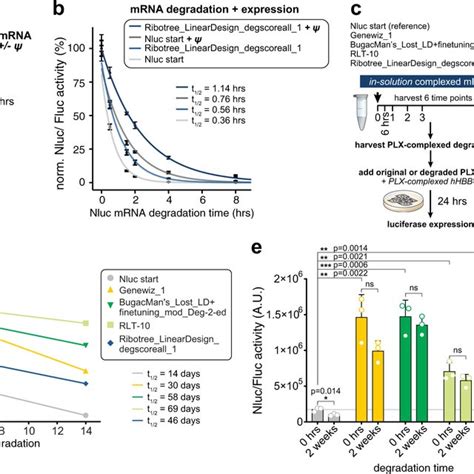 Stability And Cellular Expression Of Selected Highly Structured Rna