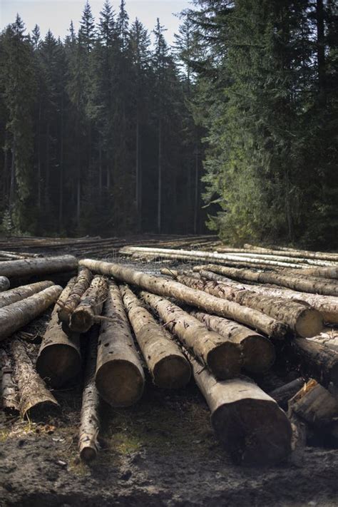 Massively Cutting Down Trees Deforestation Ecological Environmental