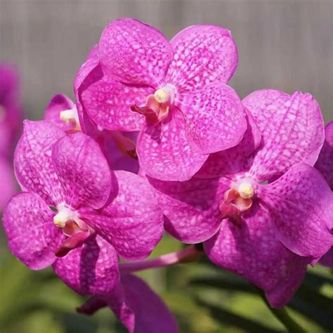 Pink Orchid Live