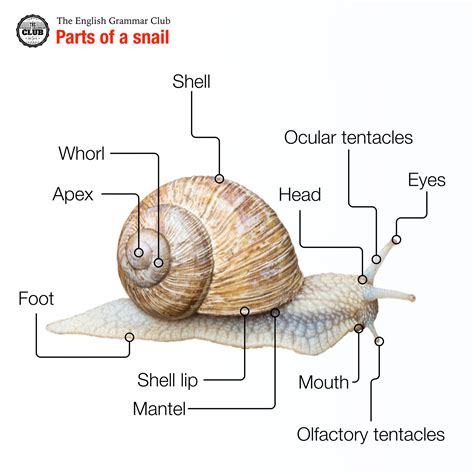 Snail Parts Hot Sex Picture