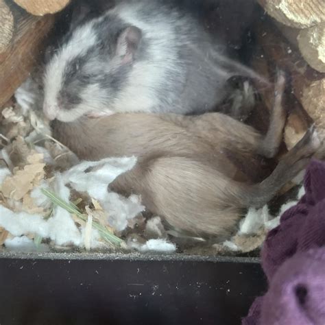 Why Does He Nibbles His Brothers Balls When He Sleeps R Gerbil