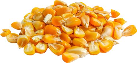Pile Of Dried Corn Kernels Close Up 46337652 Png