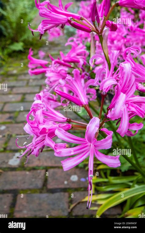 Nerine