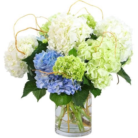 Huffs Flowers Hello Hydrangea