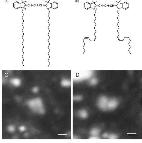 Figure 1 From Effect Of Cholesterol On Lateral Diffusion Of Fluorescent