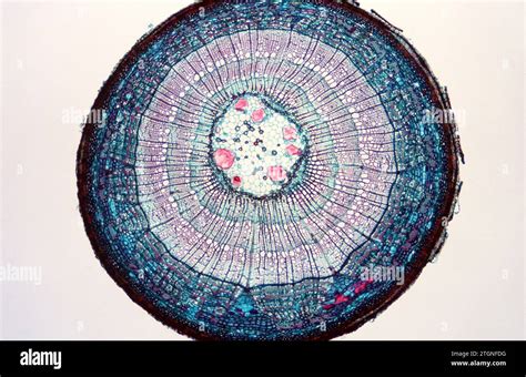 Xylem And Phloem Tissues Hi Res Stock Photography And Images Alamy