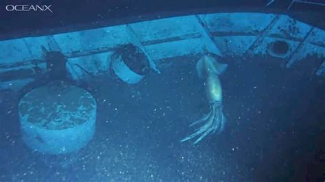 Oceanxplorer Rov Captures Footage Of A Purpleback Flying Squid Inside A