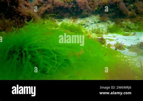 Macrophytes Red And Green Algae Ceramium Cladophora Ulva