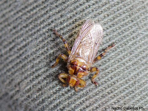 Discussion Forum Hippoboscidae Hippobosca Longipennis