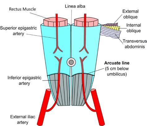 Posterior Rectus Sheath