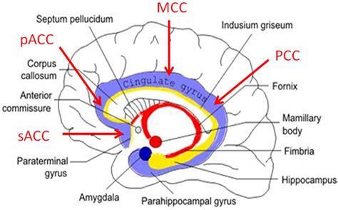 Anterior Cingulate Cortex