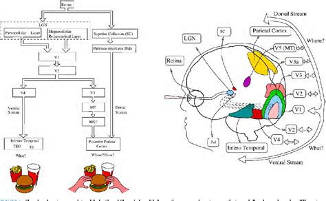 figure 1 from artificial visual cortex and random search for object