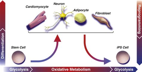 Metabolic Plasticity In Stem Cell Homeostasis And Differentiation Cell Stem Cell
