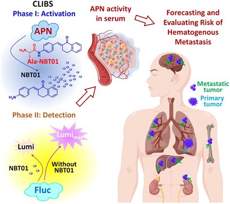 Caged Luciferase Inhibitor‐based Bioluminescence Switching Strategy