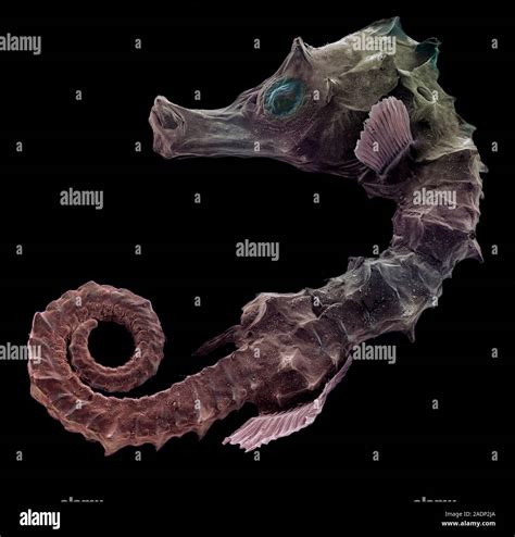 Caballito De Mar Reci N Nacido Color An Lisis Micrograf A De