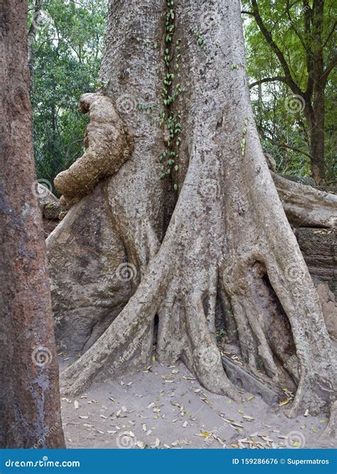Huge Trees With A Powerful Root System Stock Photo Image Of Tropics Immense 159286676