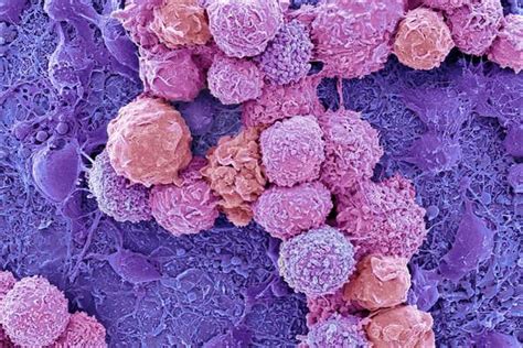 Most Detailed Map Of Mouse Brain Includes 5200 Different Types Of Cell