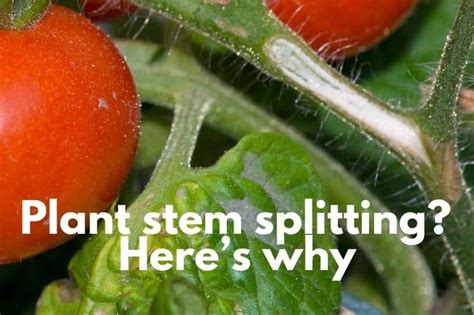 Why Do Plant Stems Split Causes And Solutions Flourishing Plants