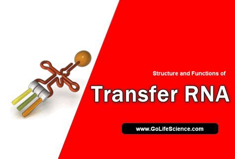 Transfer RNA Smallest Polymeric Form RNA For Nuclear Processing