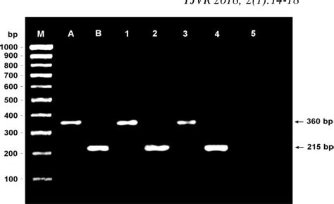 Table 1 From The Presence And Prevalence Of Enterococcus Faecalis And
