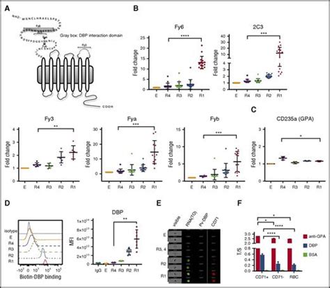 Darc Extracellular Domain Remodeling In Maturating Reticulocytes