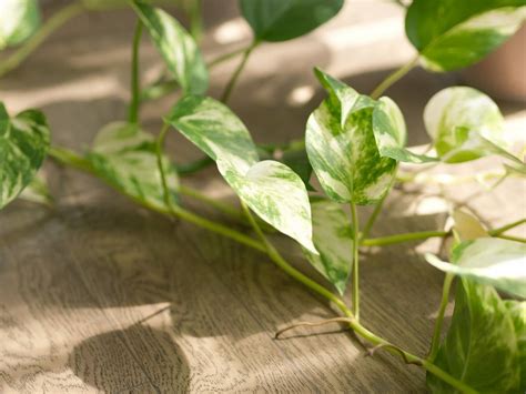 Эпипремнум: уход в домашних условиях, пересадка и размножение