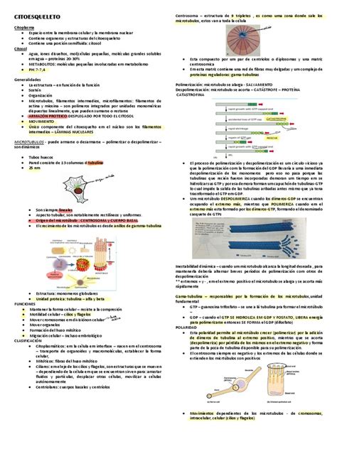 Estructura Y Función Del Citoesqueleto Celular Pdf
