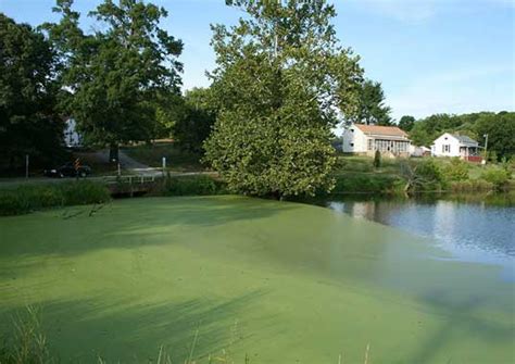 Stanford Scientists Harvest Electricity From Algae Photosynthesis