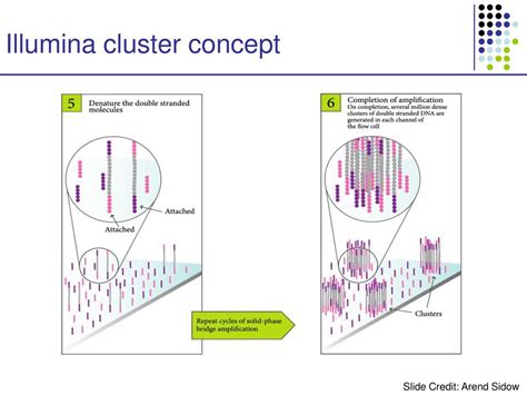 Dna Sequencing Ppt Download
