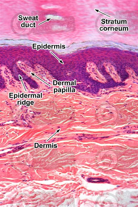Man Skin And Epidermis Vertical Section 100x Skin And Epidermis
