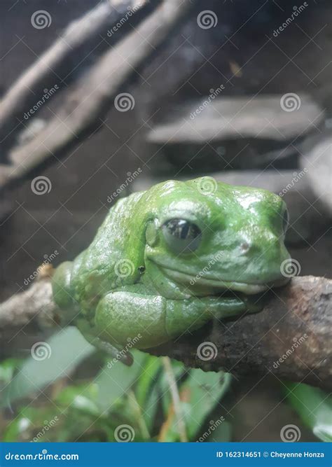 Dumpy Frog Closeup Stock Image Image Of Closeup Dumpy 162314651