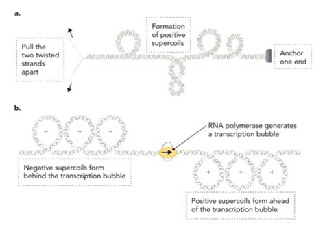 DNA Replication In Prokaryotes Flashcards Quizlet