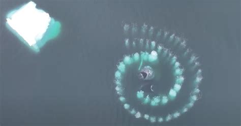 Watch These Humpback Whales Create A Stunning Fibonacci Spiral To
