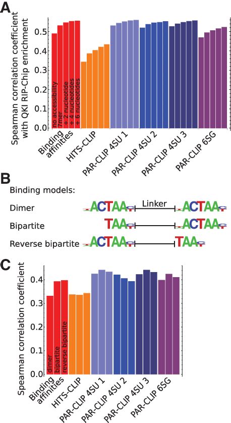 General Specificity Of Kh Binding Domains And Dimer Binding Motifs A