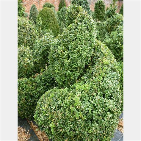 Buxus Sempervirens Spiral Topiary Arts