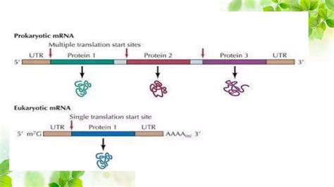 Polycistronic And Monocistronic Rna Pptx