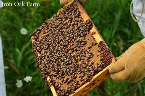 Split Hive Success Keeping Backyard Bees