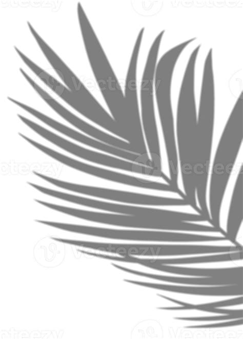 Shadow Palm Leaves Silhouette Tropical Coconut Leaf Overlay Element Object For Spring Summer