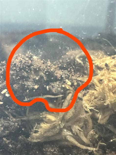 Are These Mites Or Springtail Eggs Risopods
