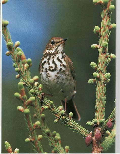 Pdf Identification Of Hylocichlacatharus Thrushes Part I Molt And