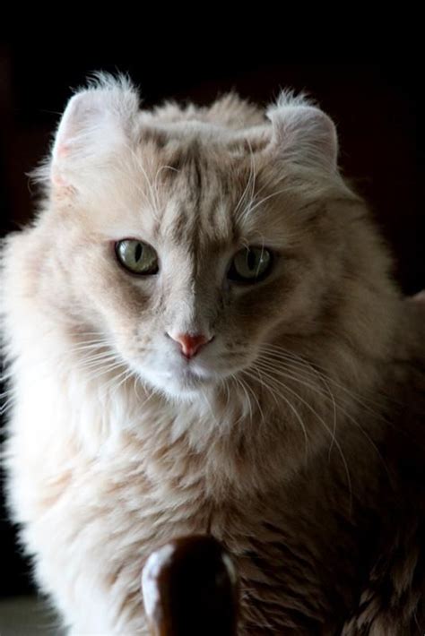 Curled Ear Cat Spcr Cat Breeds Cute Cats Beautiful Cats