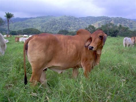 Characteristics Of Cattle Bos Indicus Cebu — Hive