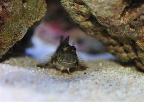 Lawnmower Blenny Camouflaging Algae Eaters Ocean Info