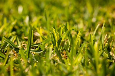 Premium Photo Beautiful Green Grass Close Up Premium Photo Beautiful Green Grass Close Up
