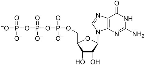 What Is The Difference Between Atp And Gtp Compare The Difference Between Similar Terms