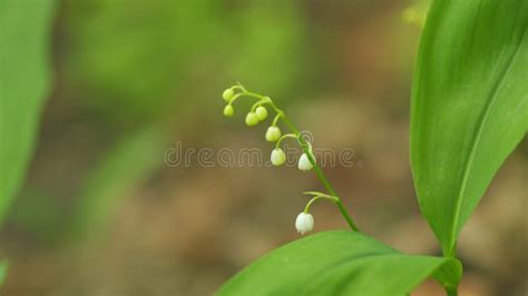 Convallaria Majalis Lily Of The Valley Spring Flowers Blooming Slow Motion Stock Image